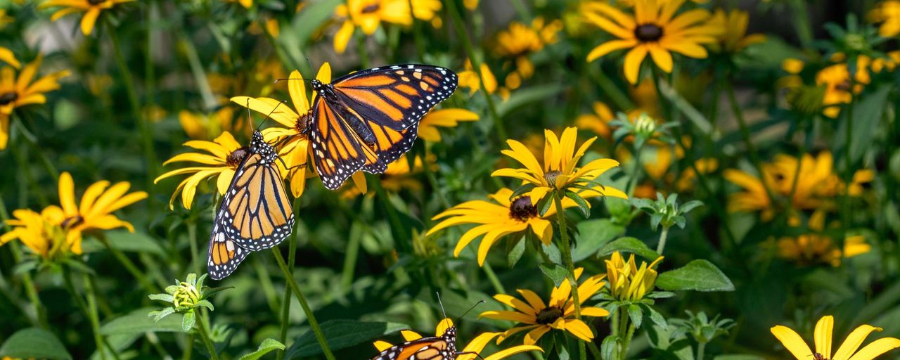 ERP Migration: Roadmap, Challenges, and Platforms